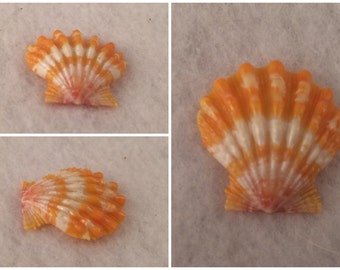 Rare sunrise shell | Etsy