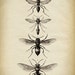 Insects print Insect poster bee print wasp poster fly