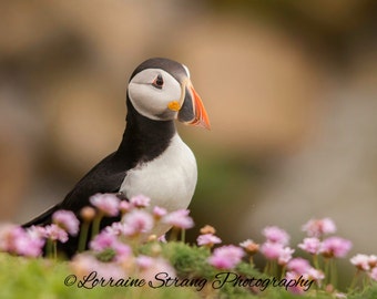Atlantic puffin | Etsy