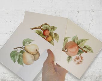 Fruit watercolor | Etsy