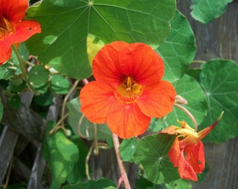 Nasturtium seeds | Etsy