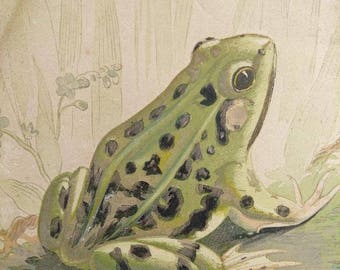 Antique frog print | Etsy