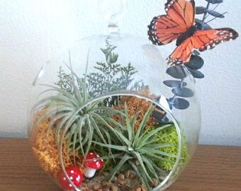 Butterfly terrarium | Etsy