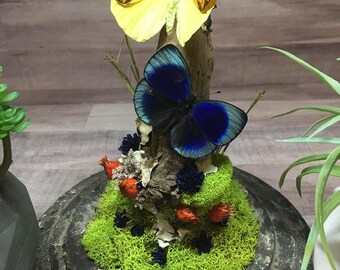 Butterfly terrarium | Etsy