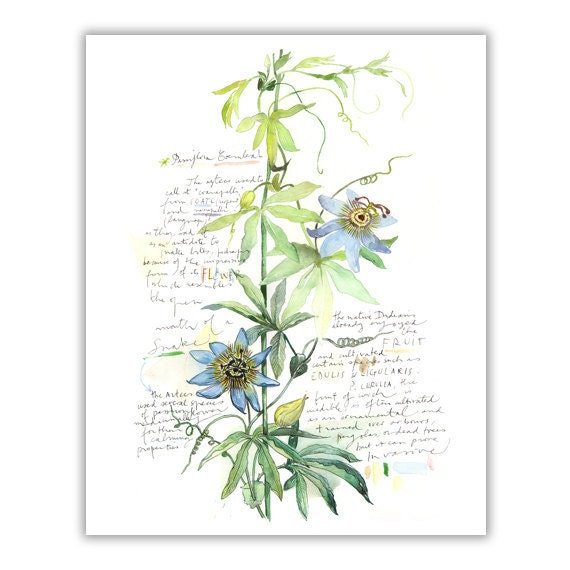 Passiflore Planche botanique Illustration fleur Aquarelle