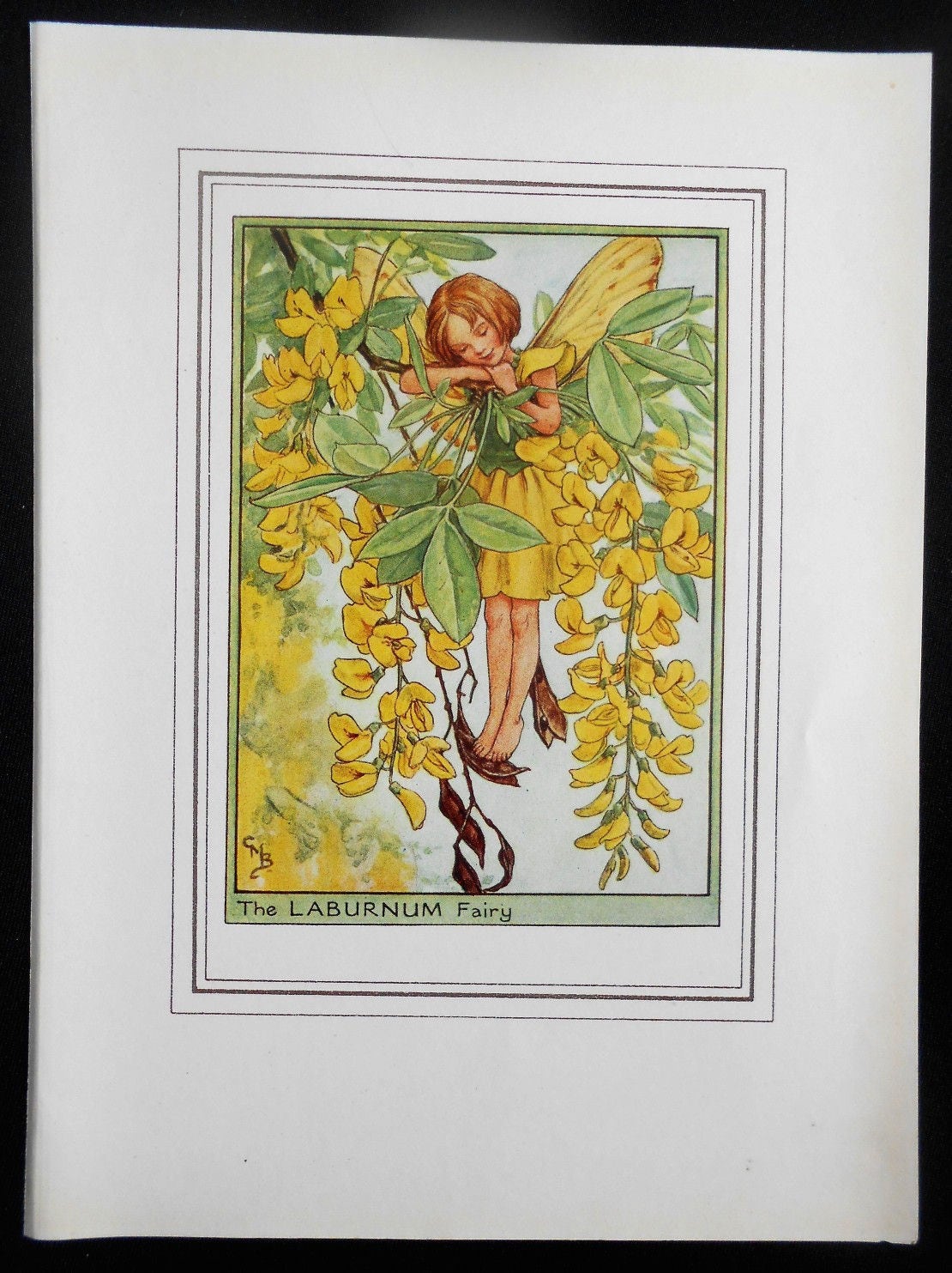 Laburnum Flower Fairy Vintage Print C 1950 Cicely Mary Barker