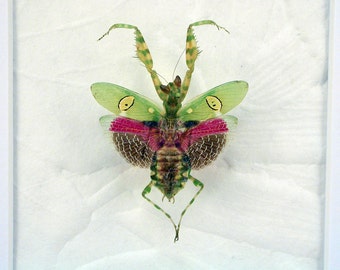 Praying mantis | Etsy