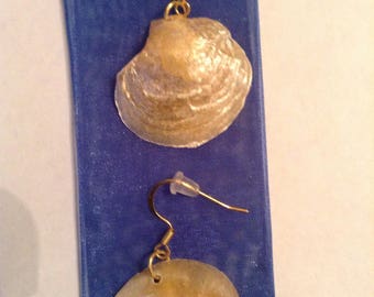 Broad-Ribbed Cardita Seashell Owl