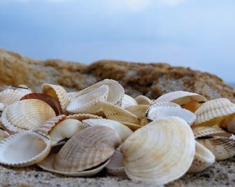 Bulk seashells | Etsy