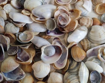 Jingle shells | Etsy