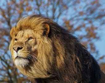 Lion portrait | Etsy