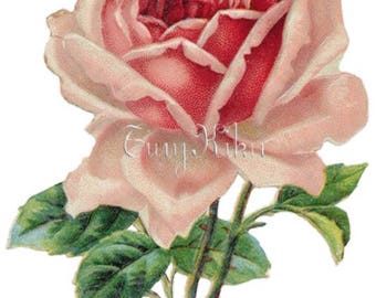 Cabbage roses print | Etsy