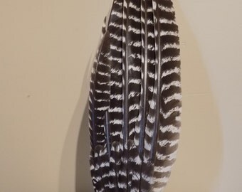 Unique wild turkey feathers related items | Etsy
