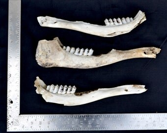 Items similar to Animal bones / skull art / teeth jewelry / moose ...