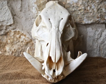 Wild boar skull | Etsy