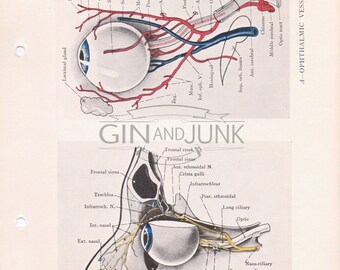 Human Eye Art Print Eyeball Illustration Human Anatomy Eye