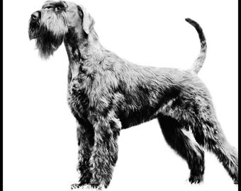 Schnauzer gifts | Etsy UK