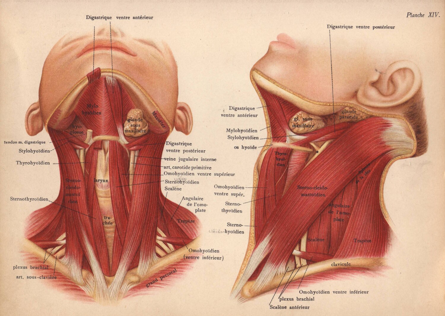 Ligaments In Neck