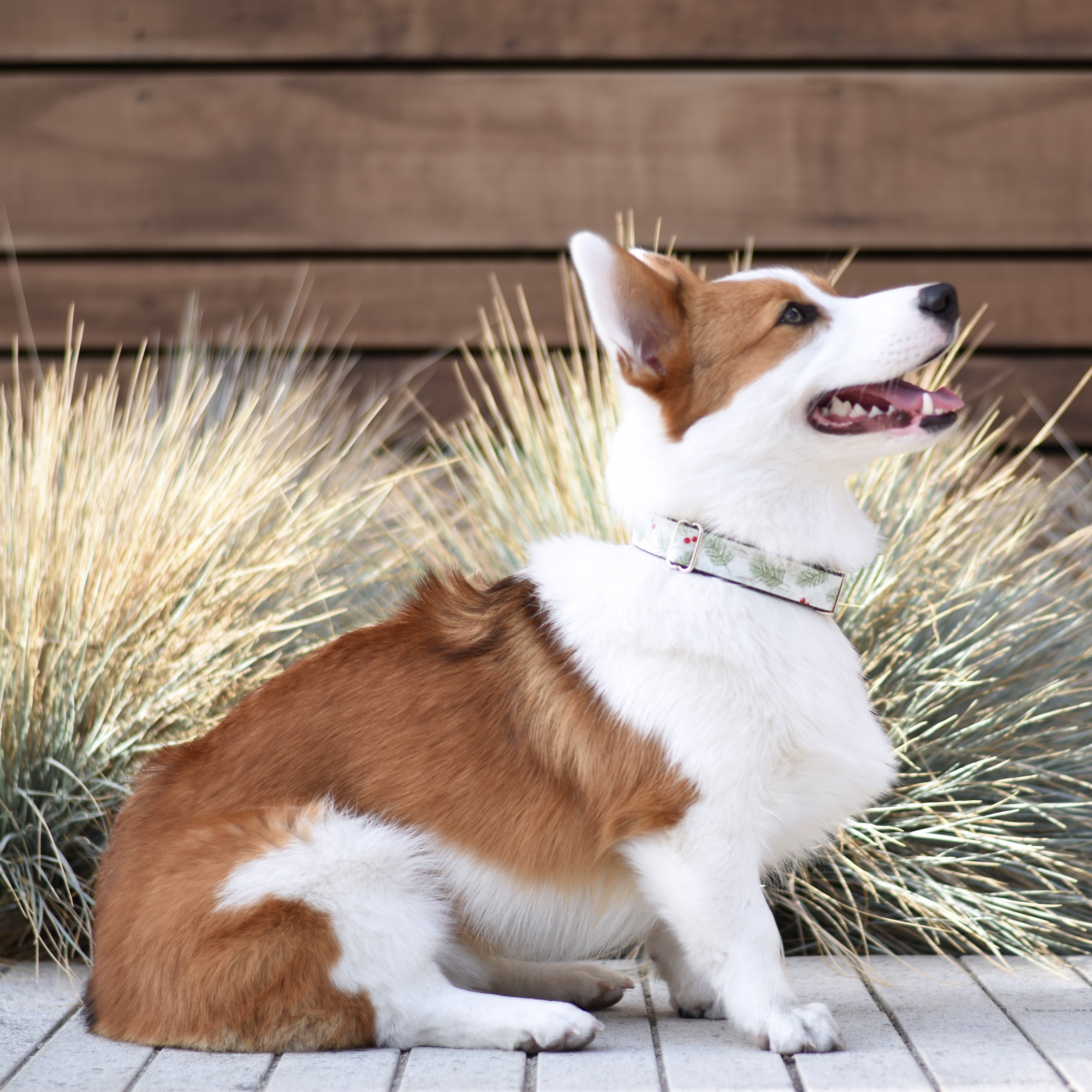 Unique Handmade Dog Collars by DreamNDesign on Etsy