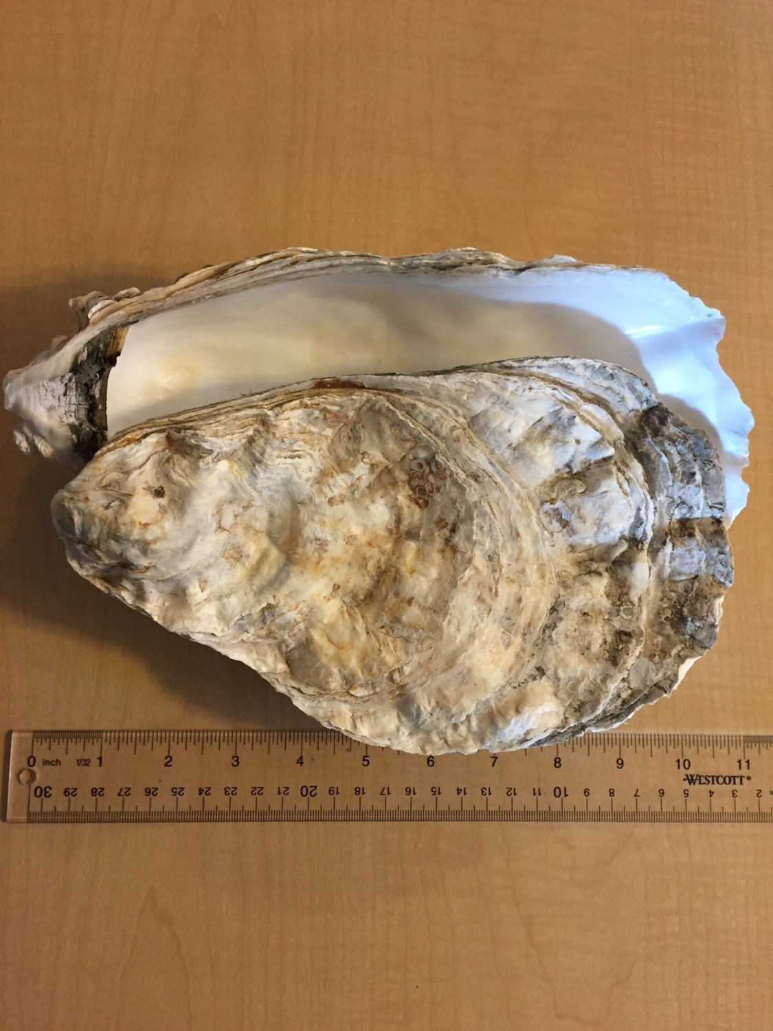 Large Oyster Shell 11 inch Clean No Smell Art Craft Painting