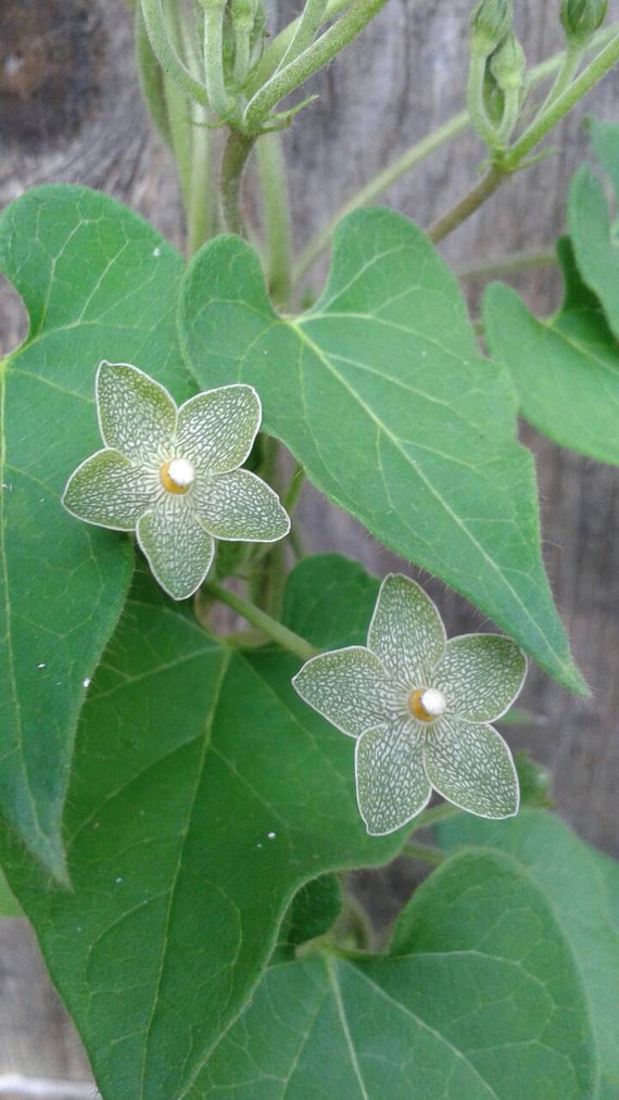 Pearl Milkweed Vine Seeds/ Matelea reticulata Texas Native