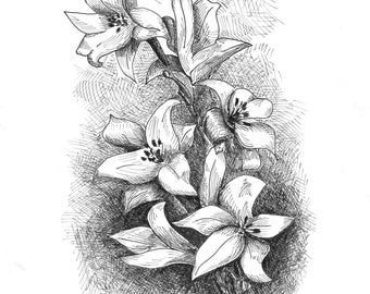 Lily pencil drawing | Etsy