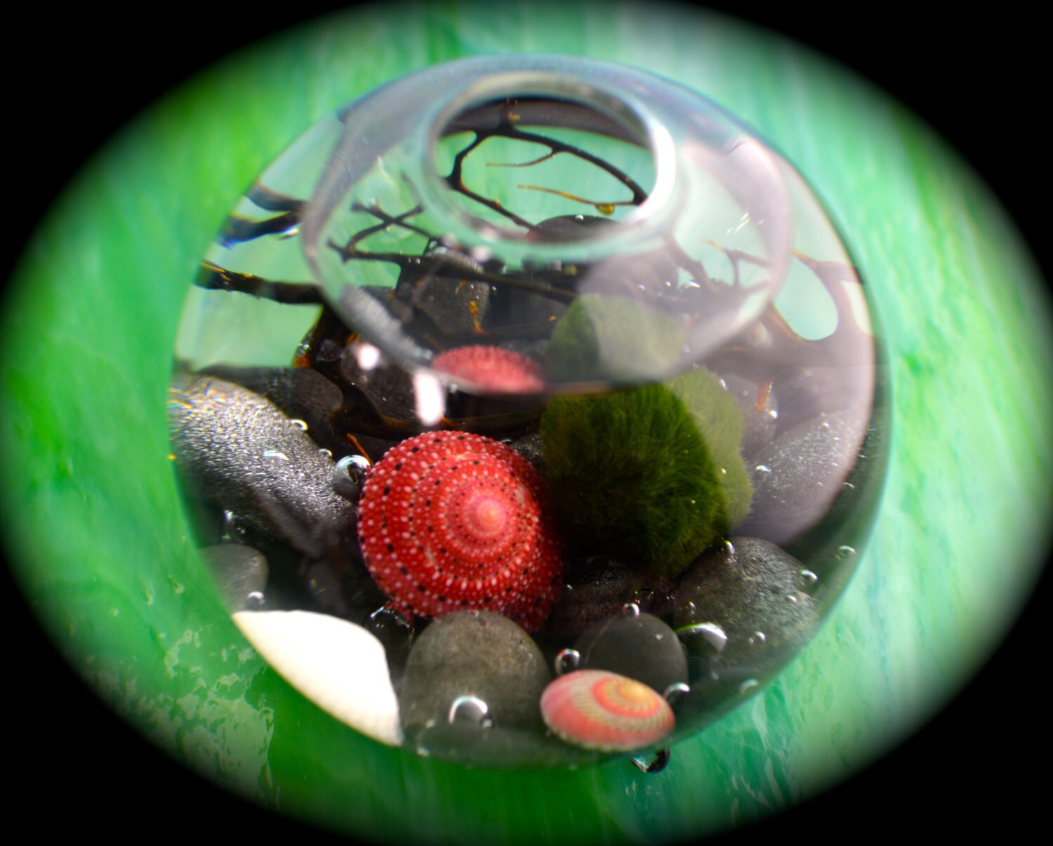 Marimo Moss Ball Aquatic Terrarium Japanese Moss Ball