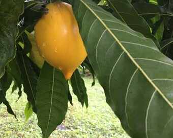 Tropical fruit seeds | Etsy