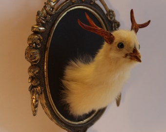 Wall mounted chicken taxidermy animal mount by Casperscreatures