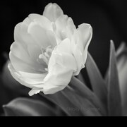 Fine Art Nature Photography by Holly Heckman by NaturisticImages