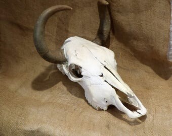 Cow anatomy | Etsy