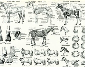 1922 Anatomie du cheval. Planche Vétérinaire. illustration