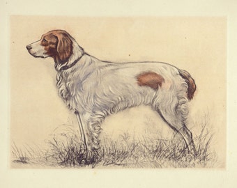 Brittany spaniel art | Etsy