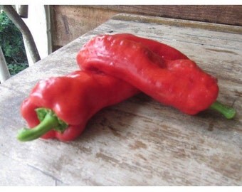 Guindilla Pepper Heirloom The Famous Basque Region Pepper
