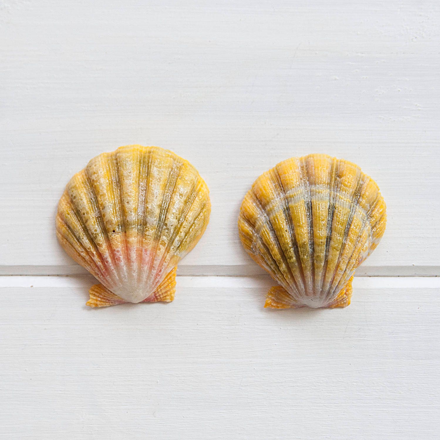 Sunrise Shell Lot of 2, 884, Large 1.25" Hawaiian Sunrise Shells ...