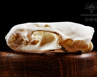 Animal skeleton | Etsy