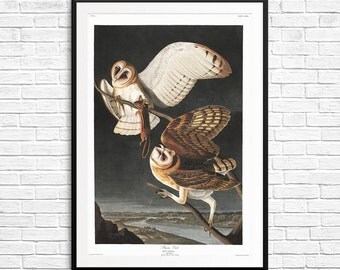 Barn owl bird | Etsy