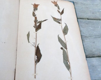 Herbarium label | Etsy