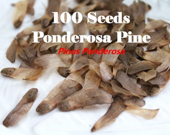 Pine tree seeds | Etsy