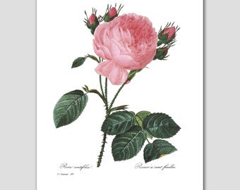 Pink rose print | Etsy
