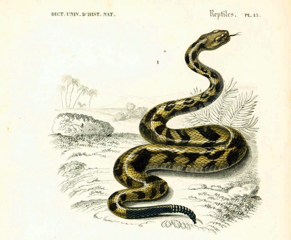 1861 Rattle Snake Antique Engraving Original Print Natural