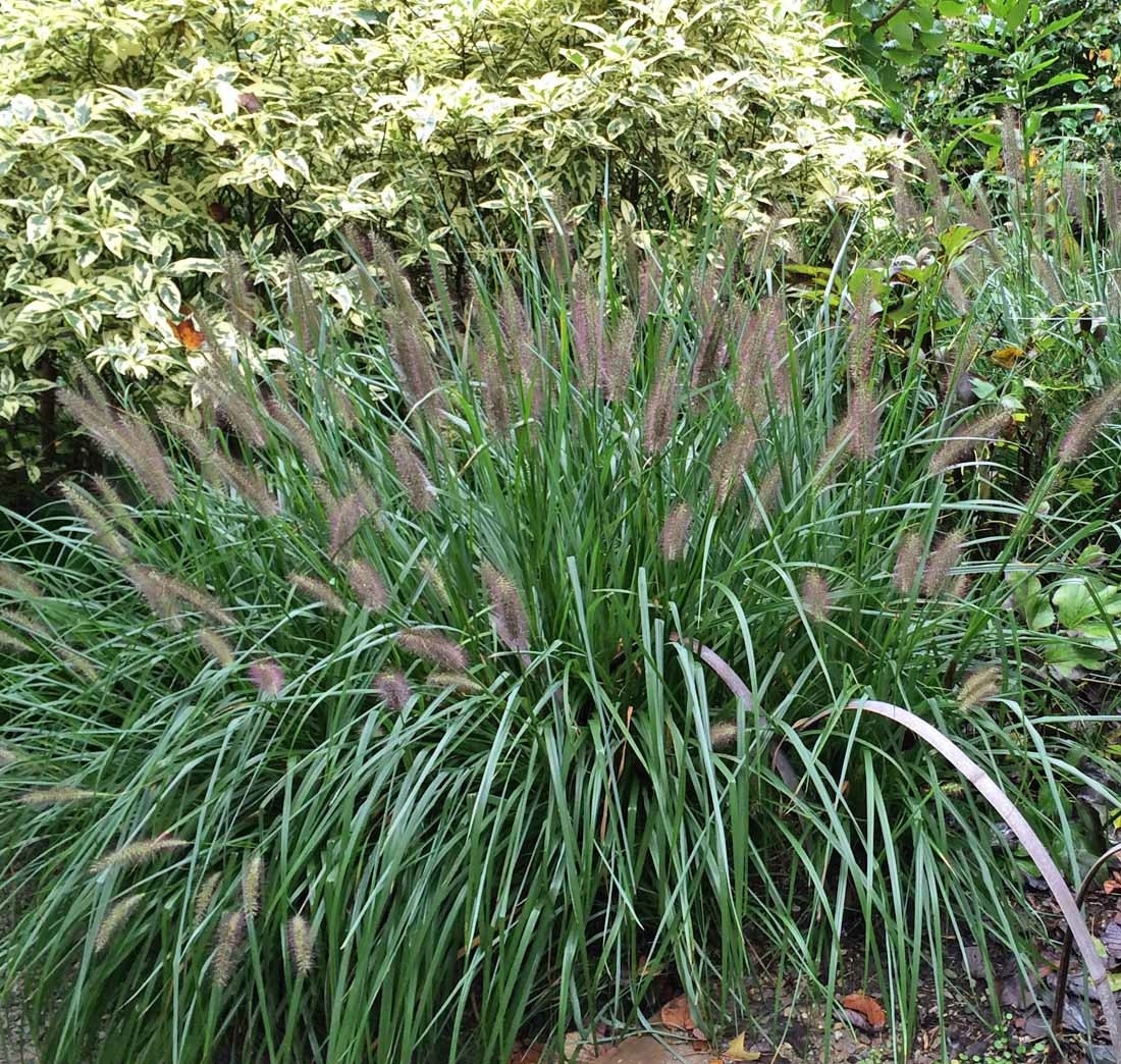 5 Black Fountain Grass five Pennisetum alopecuroides