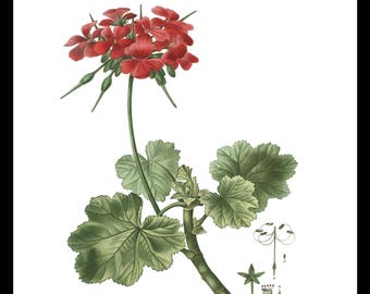 Geranium print | Etsy