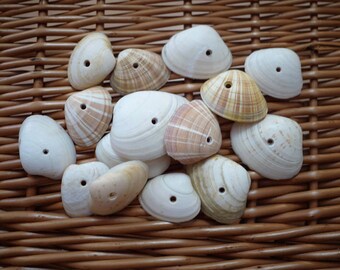 Bulk seashells | Etsy