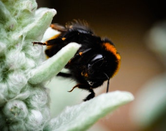 Items similar to INSTANT DOWNLOAD Father's Day Bumble Bee Card I wanna ...