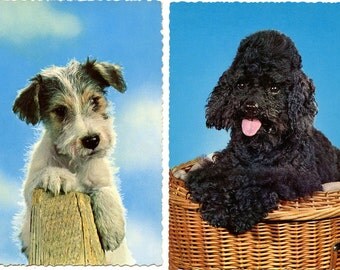 Vintage dog postcard | Etsy