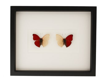 Real Framed Butterflies and Insect Art Displays by BugUnderGlass