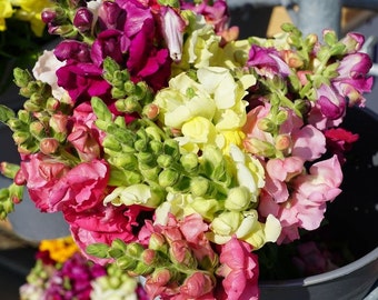 Nasturtium seeds | Etsy