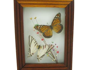 Insect shadow box | Etsy