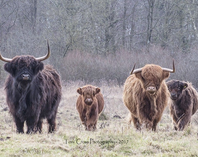 Featured listing image: Highland Cows and Calves Herd Mounted or Framed ...